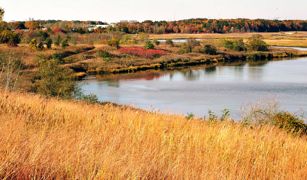 New Yorker Spotlight: Eloise Hirsh on Reclaiming Freshkills and ...