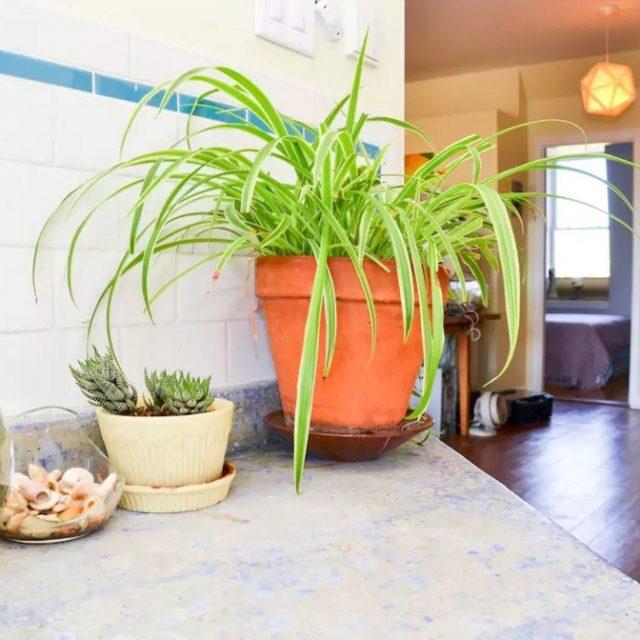 Brooklyn 'eco triplex' with natural swimming pool and green roof ...