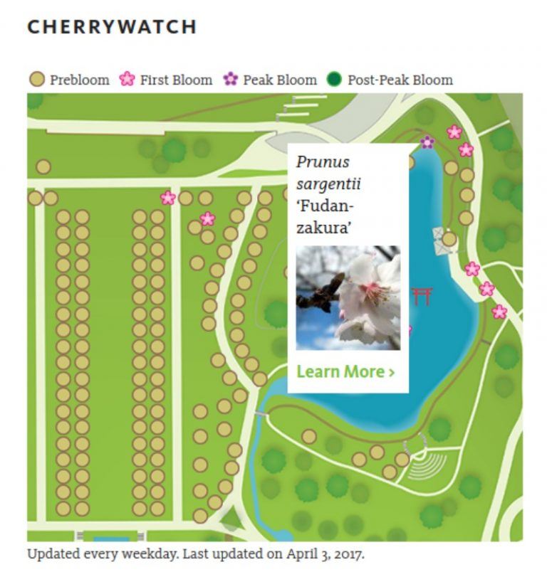 Track the cherry blossoms at the New York and Brooklyn Botanical ...