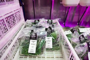 Where I Work: Go inside Square Roots' futuristic shipping container ...