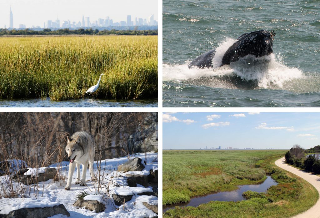 The 8 best wildlife activities in and around NYC | 6sqft
