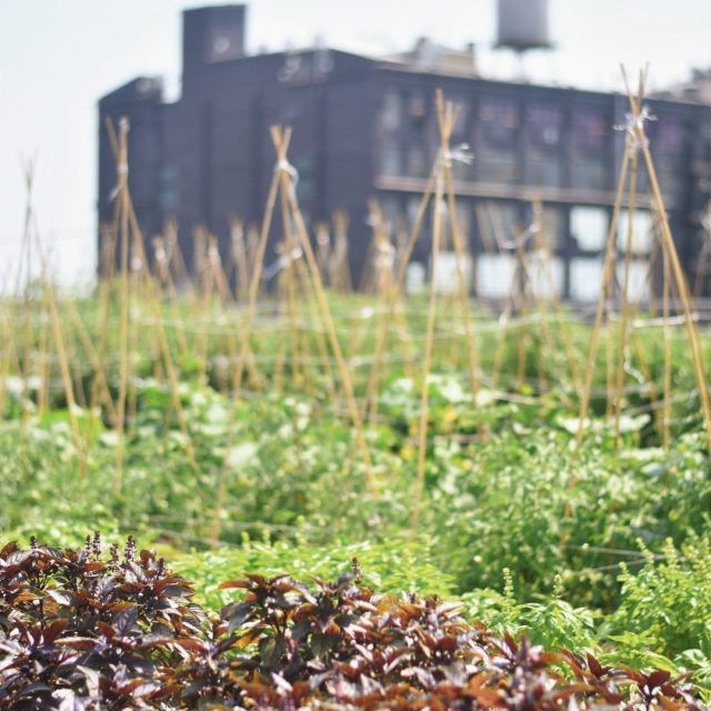 Brooklyn Grange opens NYC's largest rooftop farm in Sunset Park | 6sqft
