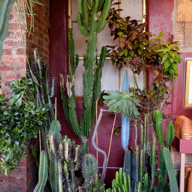 With a new 'Arid Room' focused on rare cacti and succulents, Tula is ...