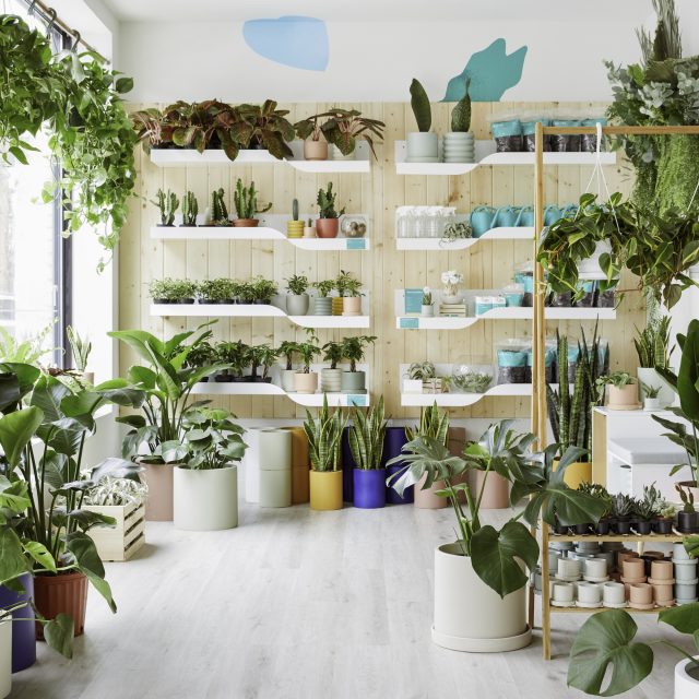 Check out The Sill's first Brooklyn brick-and-mortar in Cobble Hill | 6sqft