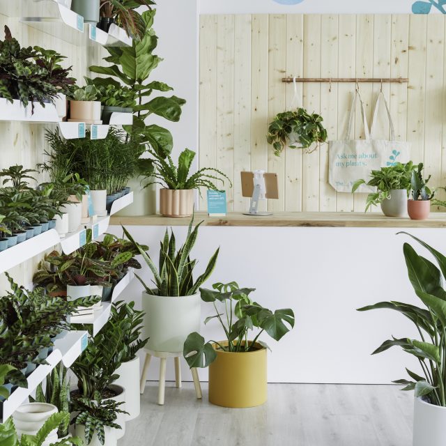 Check out The Sill's first Brooklyn brick-and-mortar in Cobble Hill | 6sqft