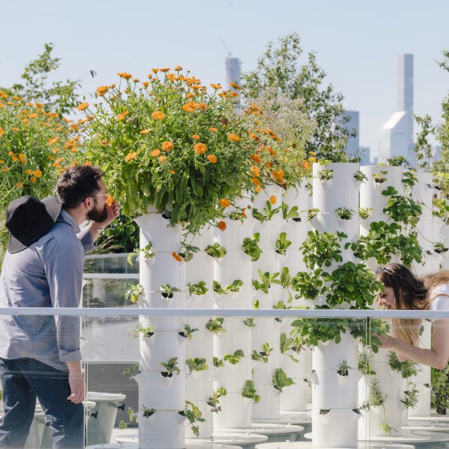 A hydroponic farm, mini golf, and rock climbing: Inside Bushwick's ...
