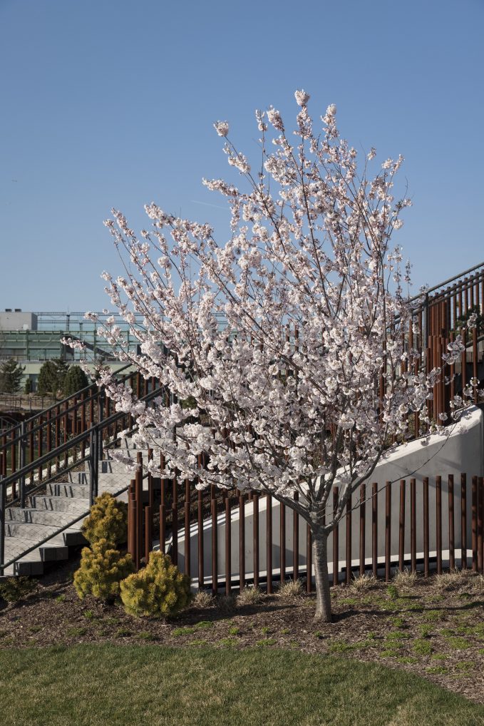 12 best spots to see cherry blossoms in New York City | 6sqft