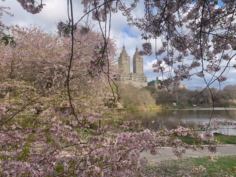 12 best spots to see cherry blossoms in New York City | 6sqft