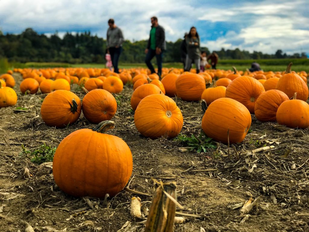 10 best apple & pumpkin picking spots near NYC | 6sqft