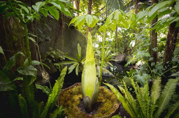 A new stinky corpse flower will soon bloom at the New York Botanical ...