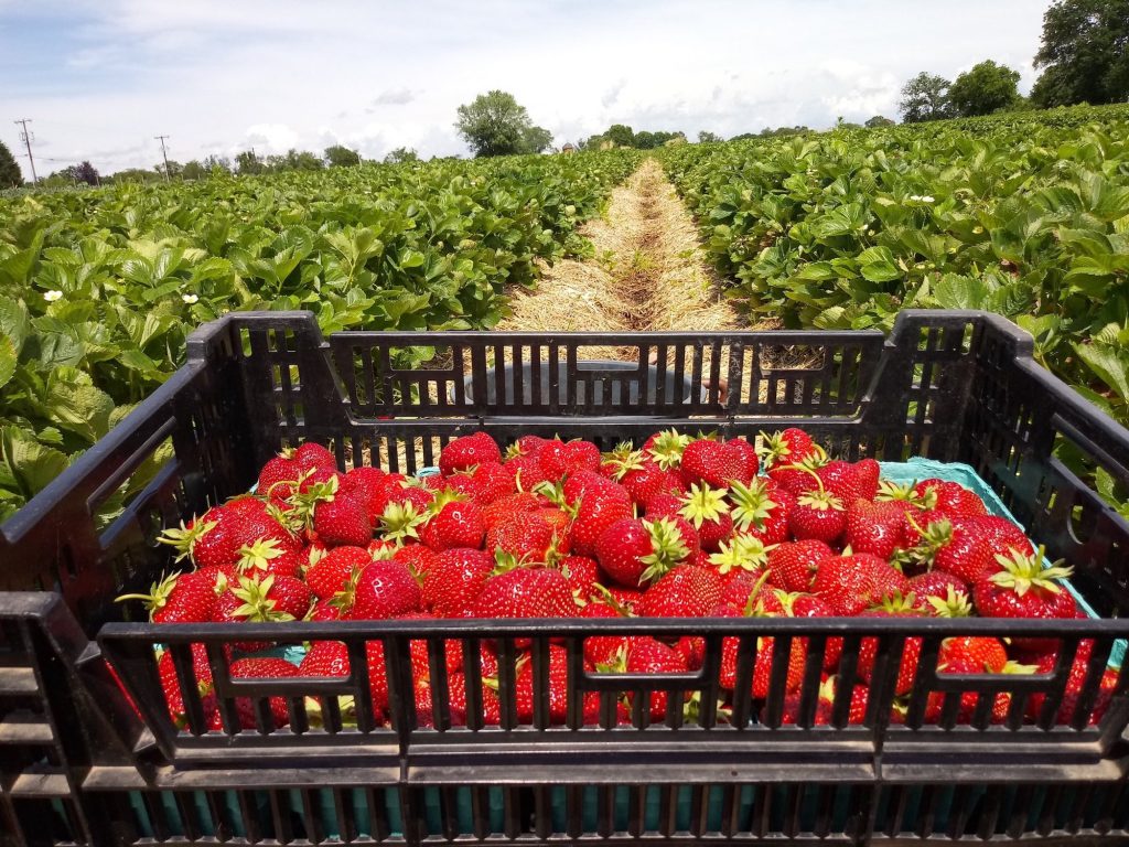 Fresh produce and family farms: Find NYC's best farmers markets | 6sqft