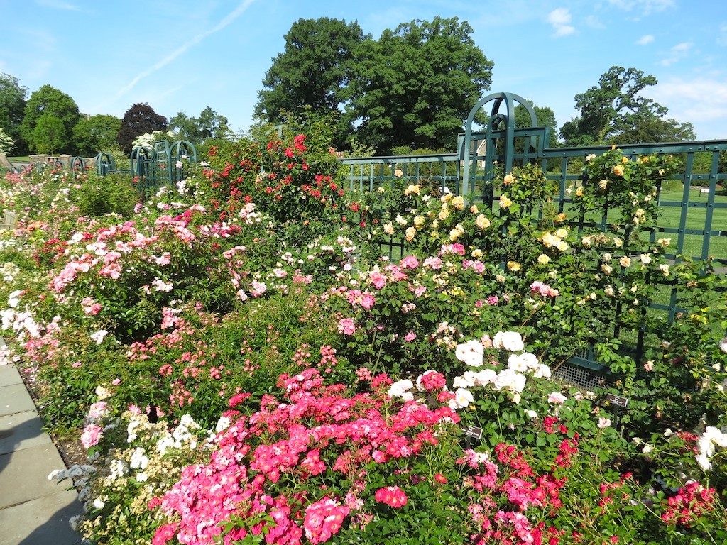 It's rose season in NYC: Where to see the summer's prettiest blossoms ...